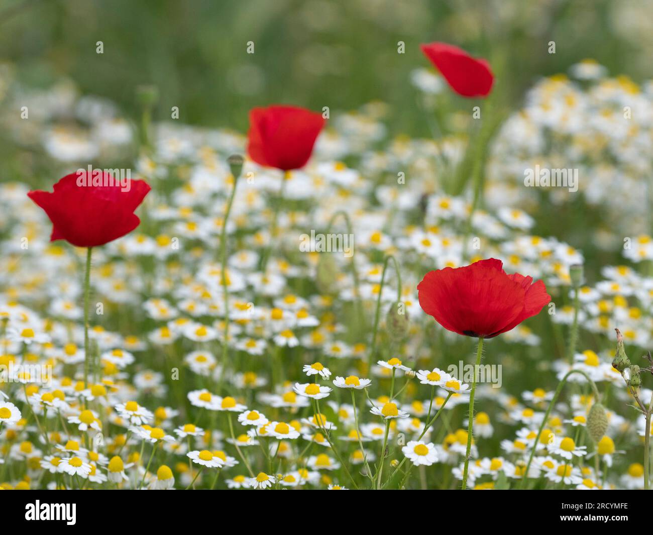 Common Poppy (Papaver rhoeas) with Chamomile (Chamaemelum nobile), near ...