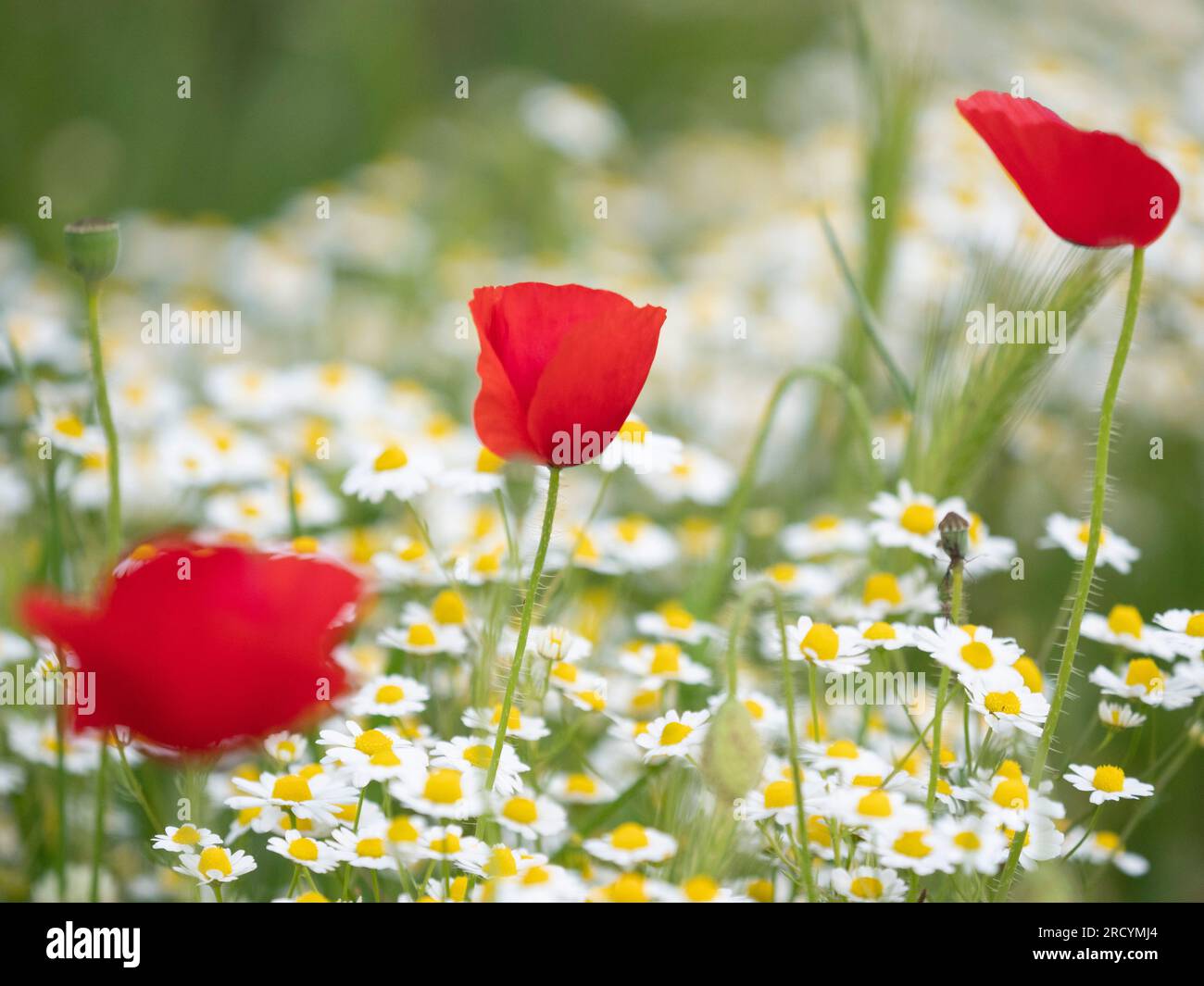 Common Poppy (Papaver rhoeas) with Chamomile (Chamaemelum nobile), near ...