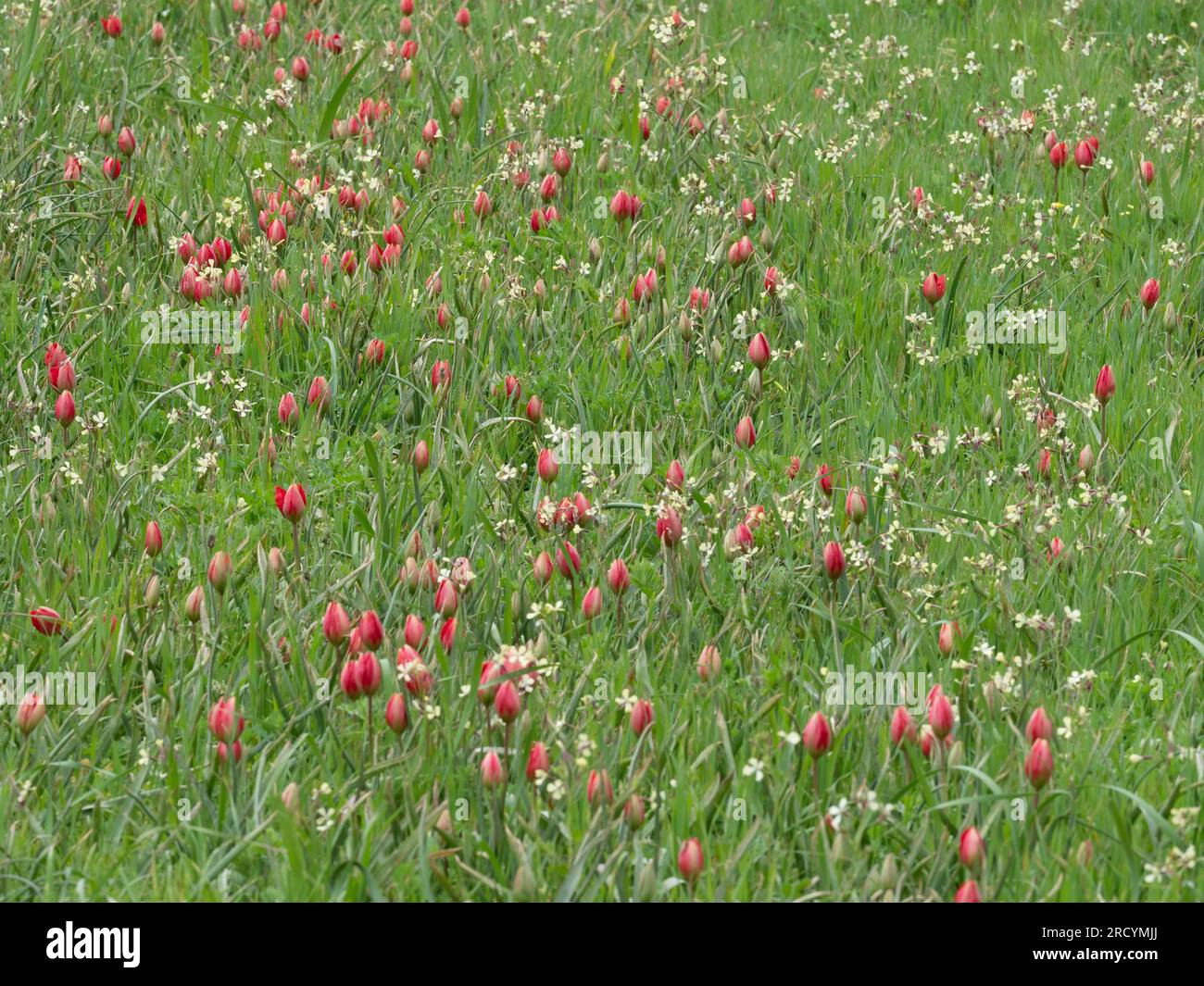 Red Tulip of Crete (Tulipa doerfleri), and Rocket (Eruca vesicaria ...