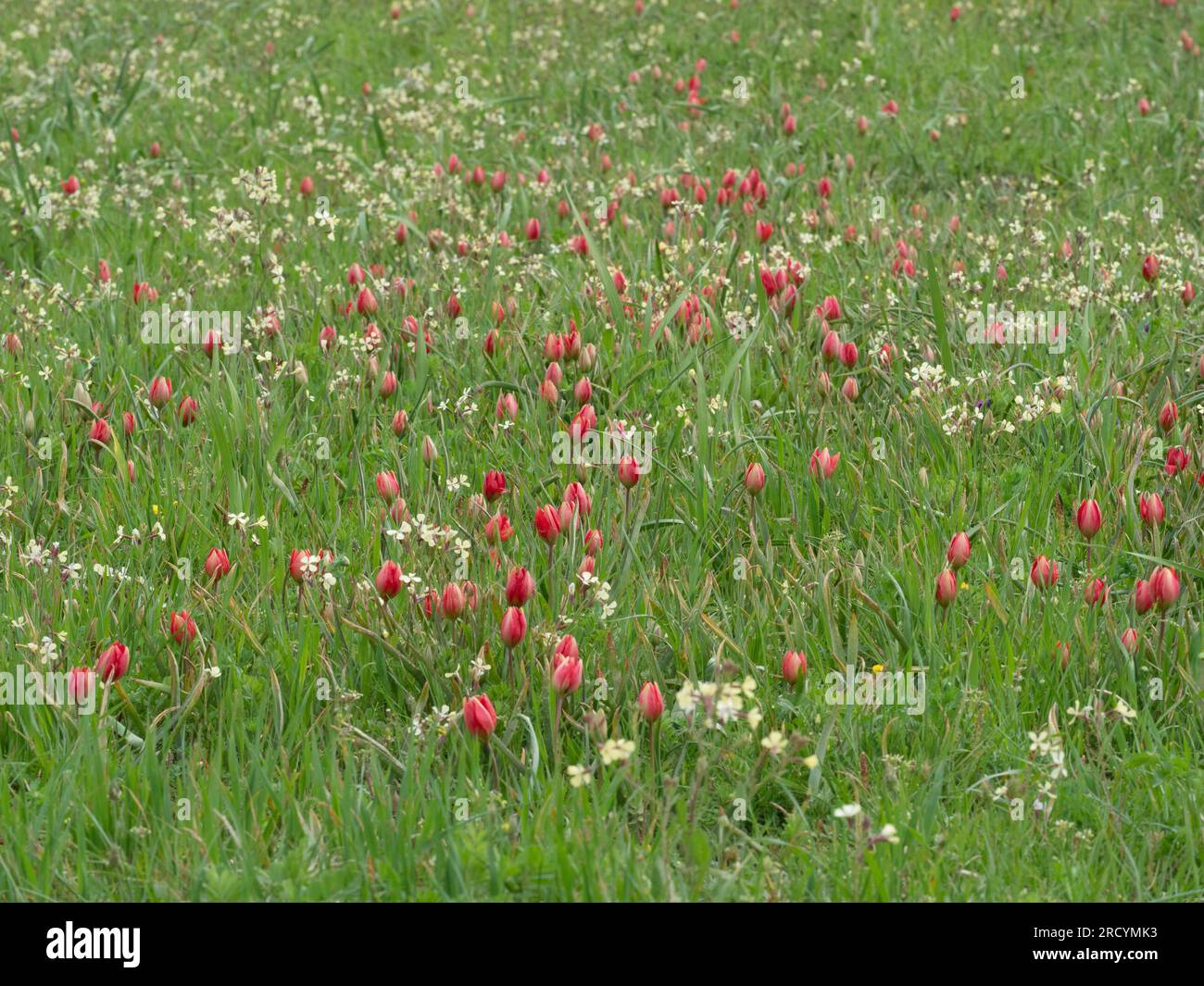 Red Tulip of Crete (Tulipa doerfleri), and Rocket (Eruca vesicaria ...