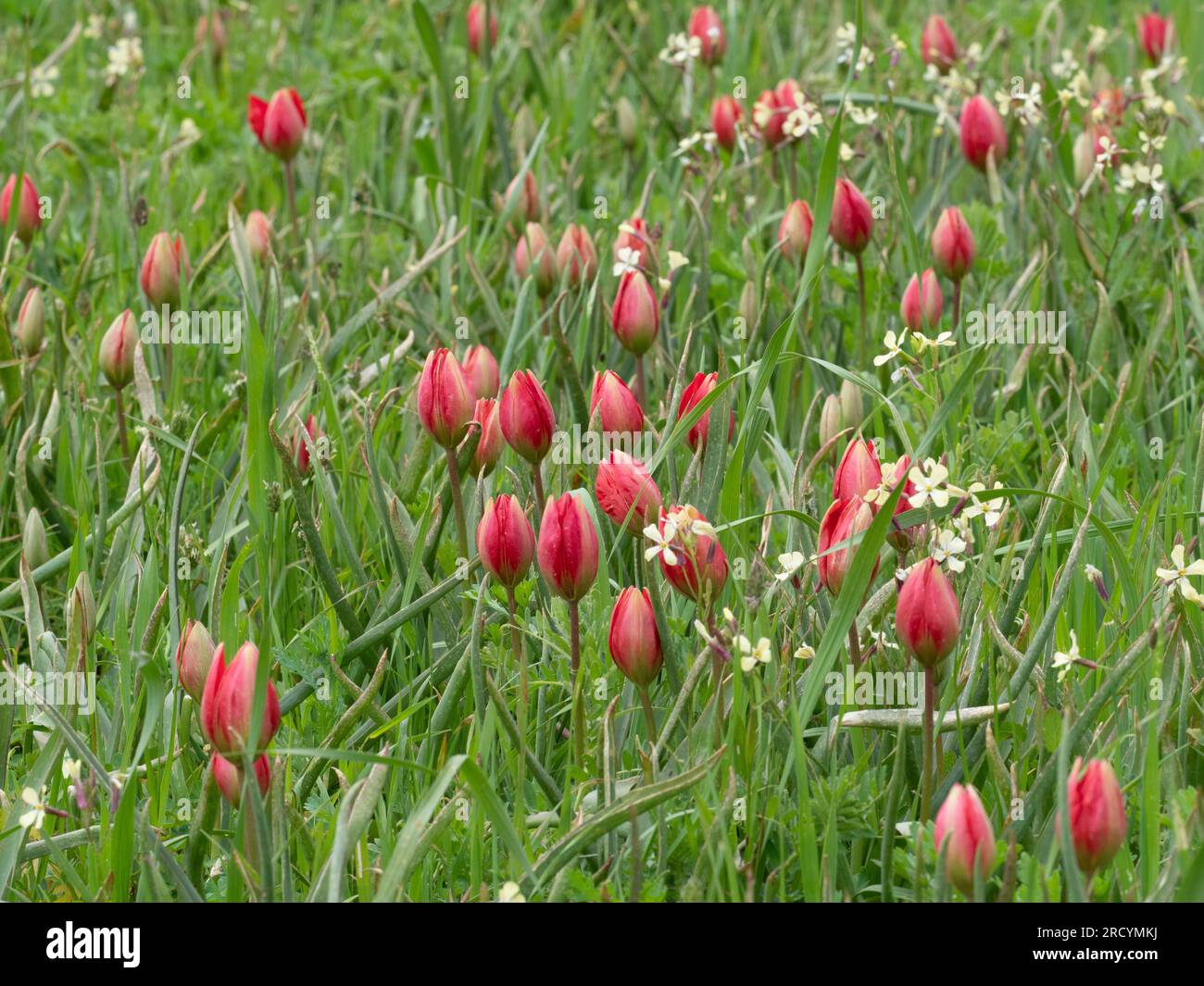 Red Tulip of Crete (Tulipa doerfleri), and Rocket (Eruca vesicaria ...