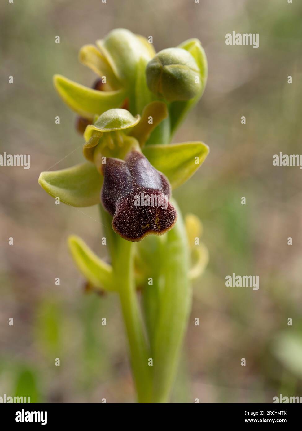 Sombre or Dark Bee Orchid, (Ophrys fusca creticola), Gious Cambos, near ...