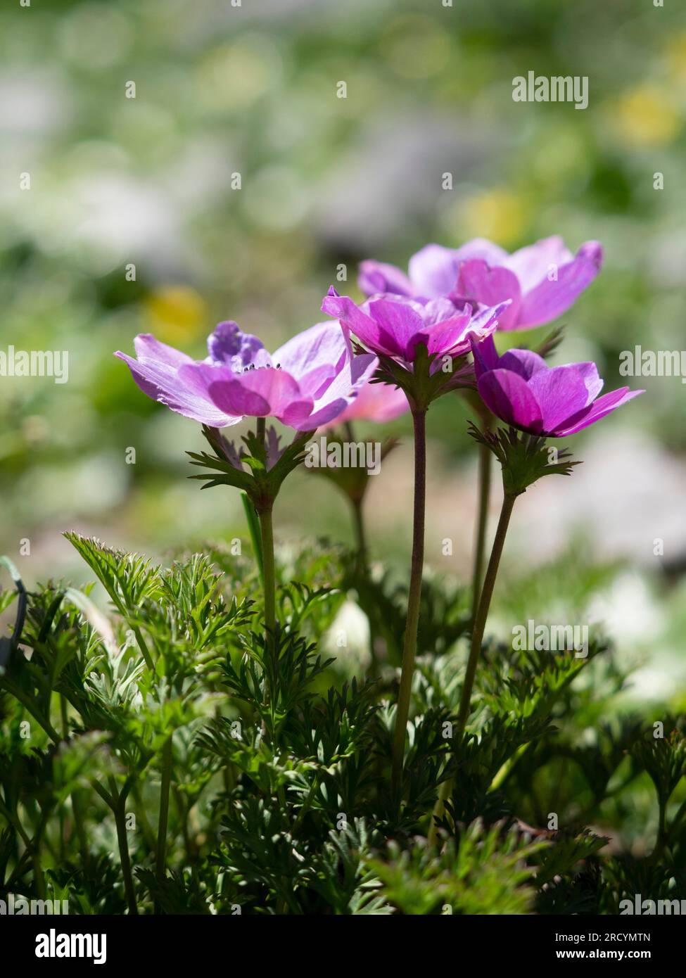 Crown Anemone (Anemone coranaria) Omalos Plateau, near Samaria Gorge ...