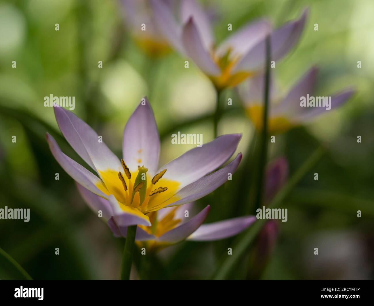 Rock Tulip (Tulipa saxatalis) Omalos Plateau, near Samaria Gorge, Crete ...