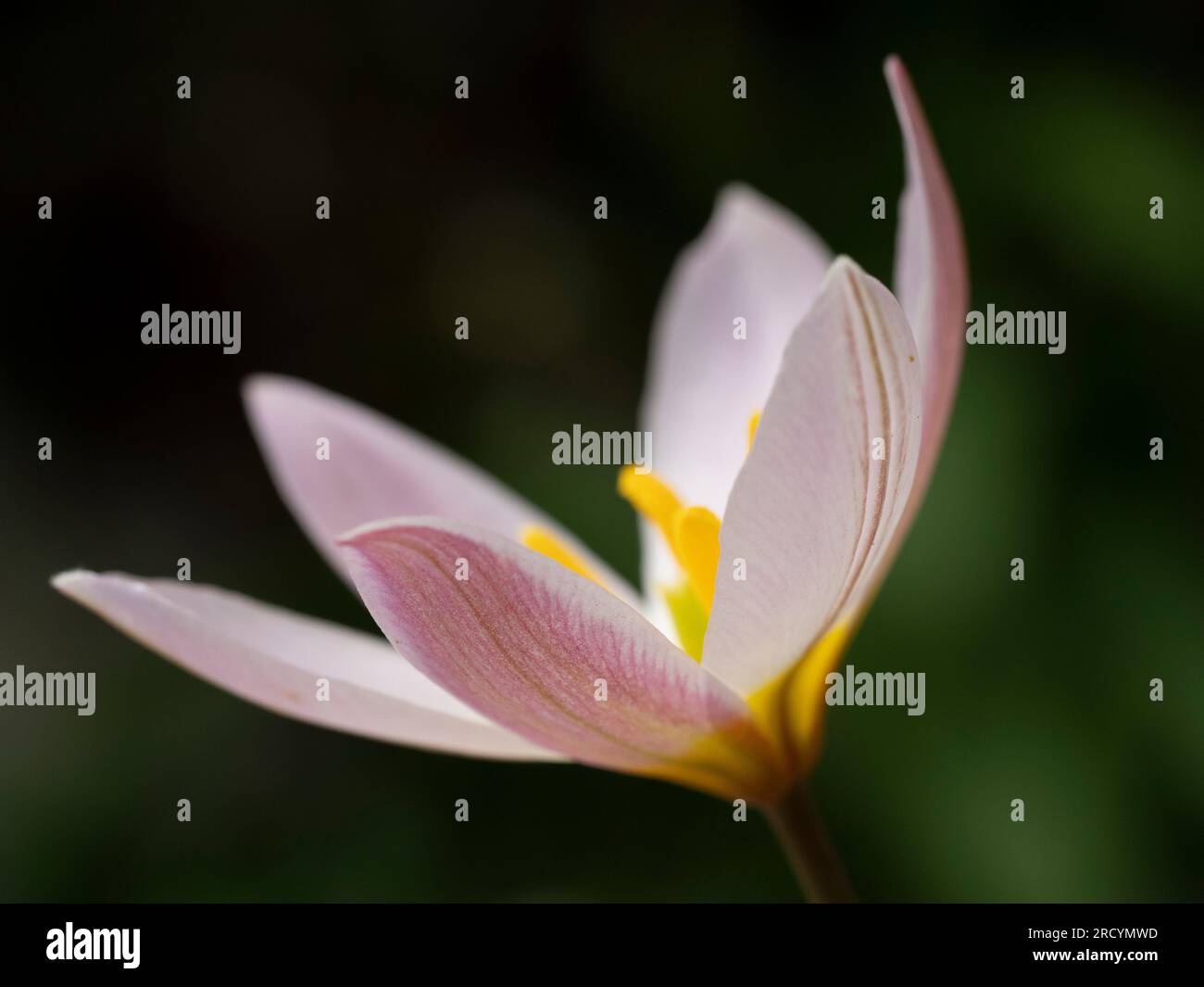 Rock Tulip (Tulipa saxatalis) Omalos Plateau, near Samaria Gorge, Crete ...
