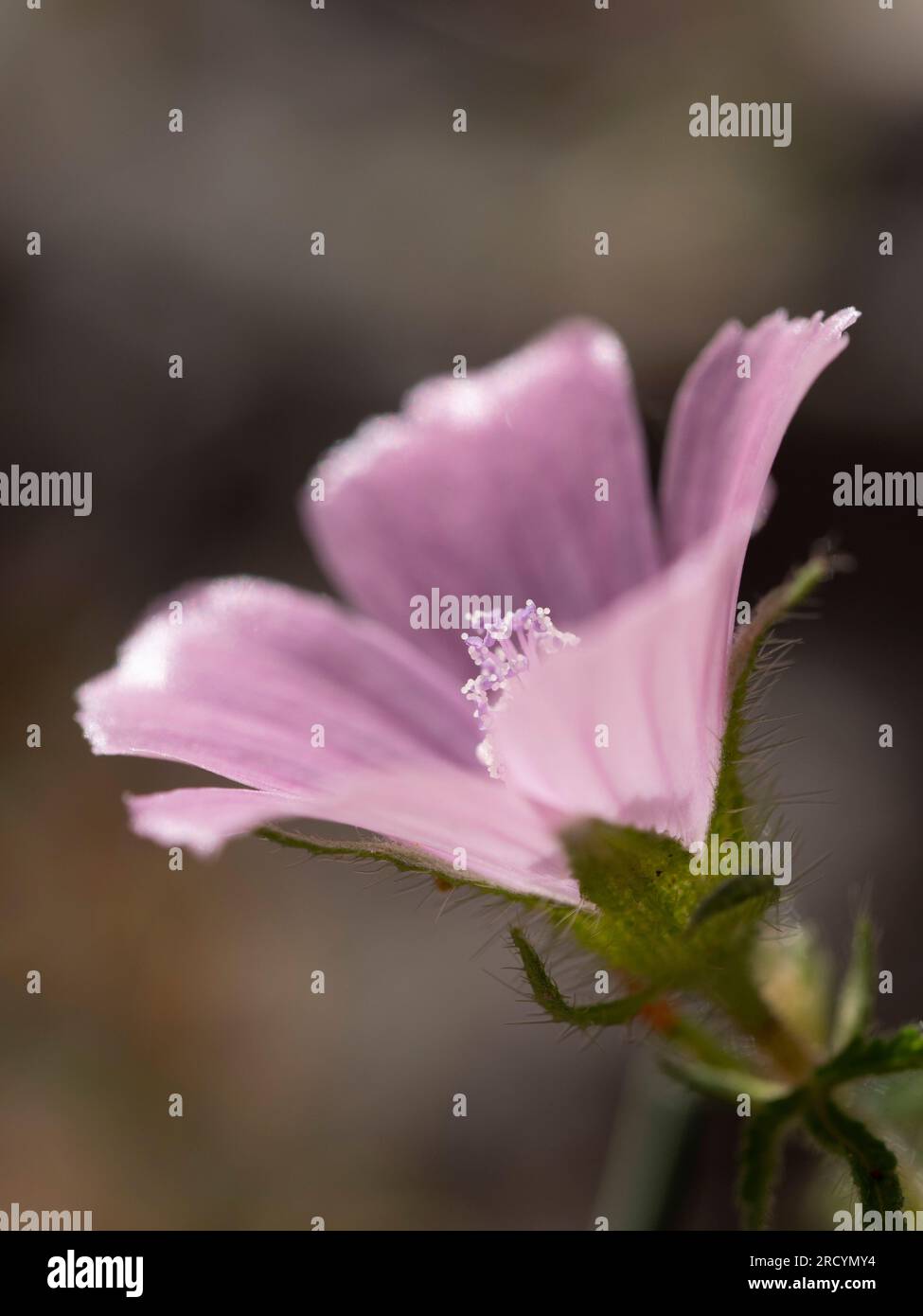 Common Mallow (Malva sylvestris) Omalos Plateau, Crete, Greece Stock ...