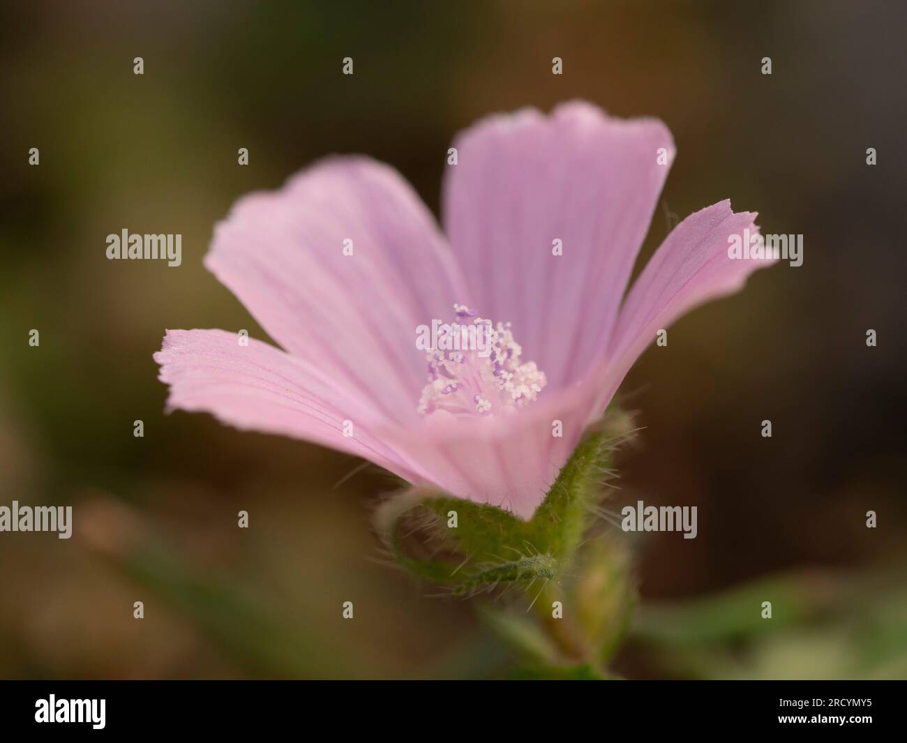 Common Mallow (Malva sylvestris) Omalos Plateau, Crete, Greece Stock ...
