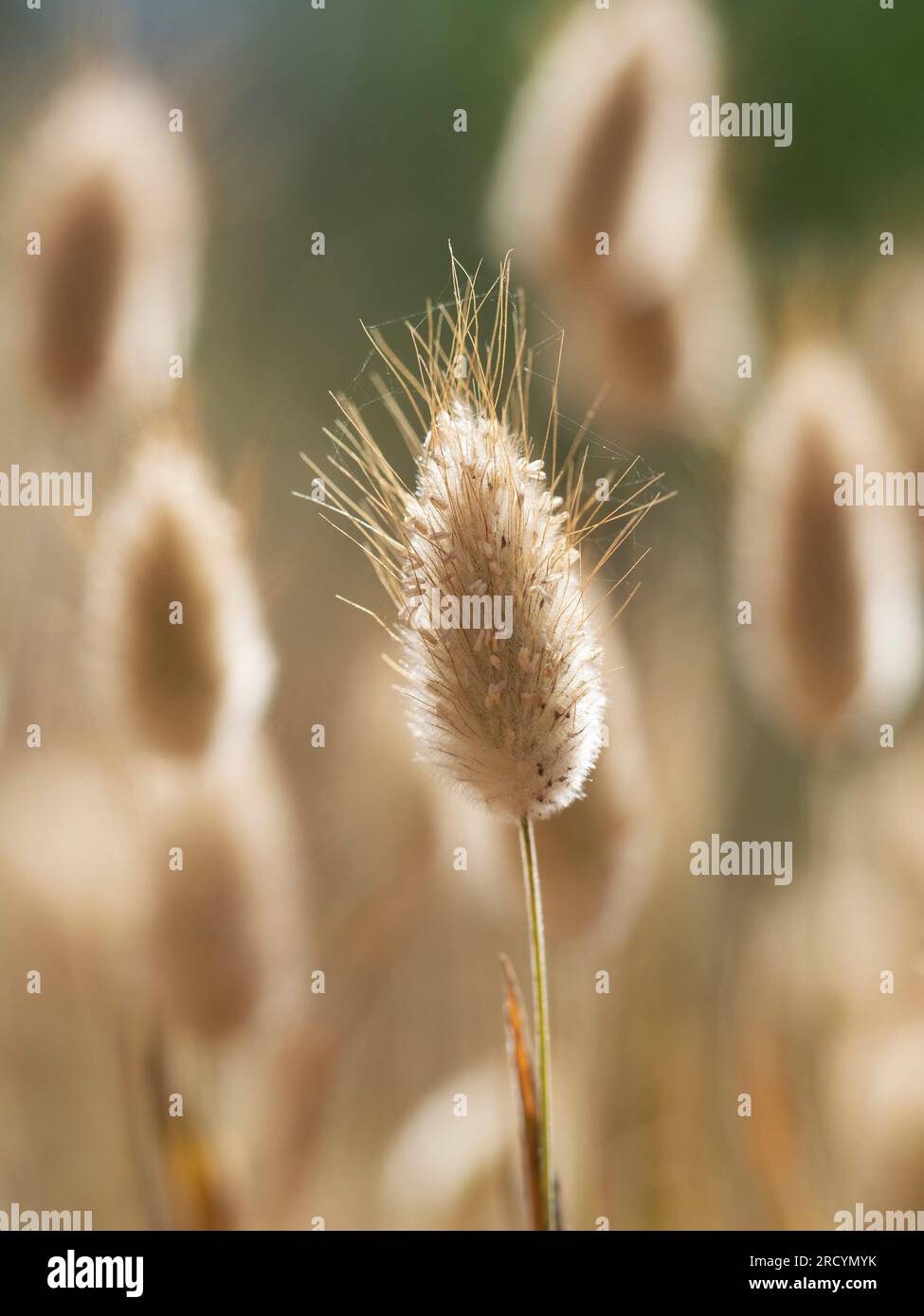 Hare’s Tail Grass, (Lagurus ovatus), Omalos Plateau, Crete, Greece ...