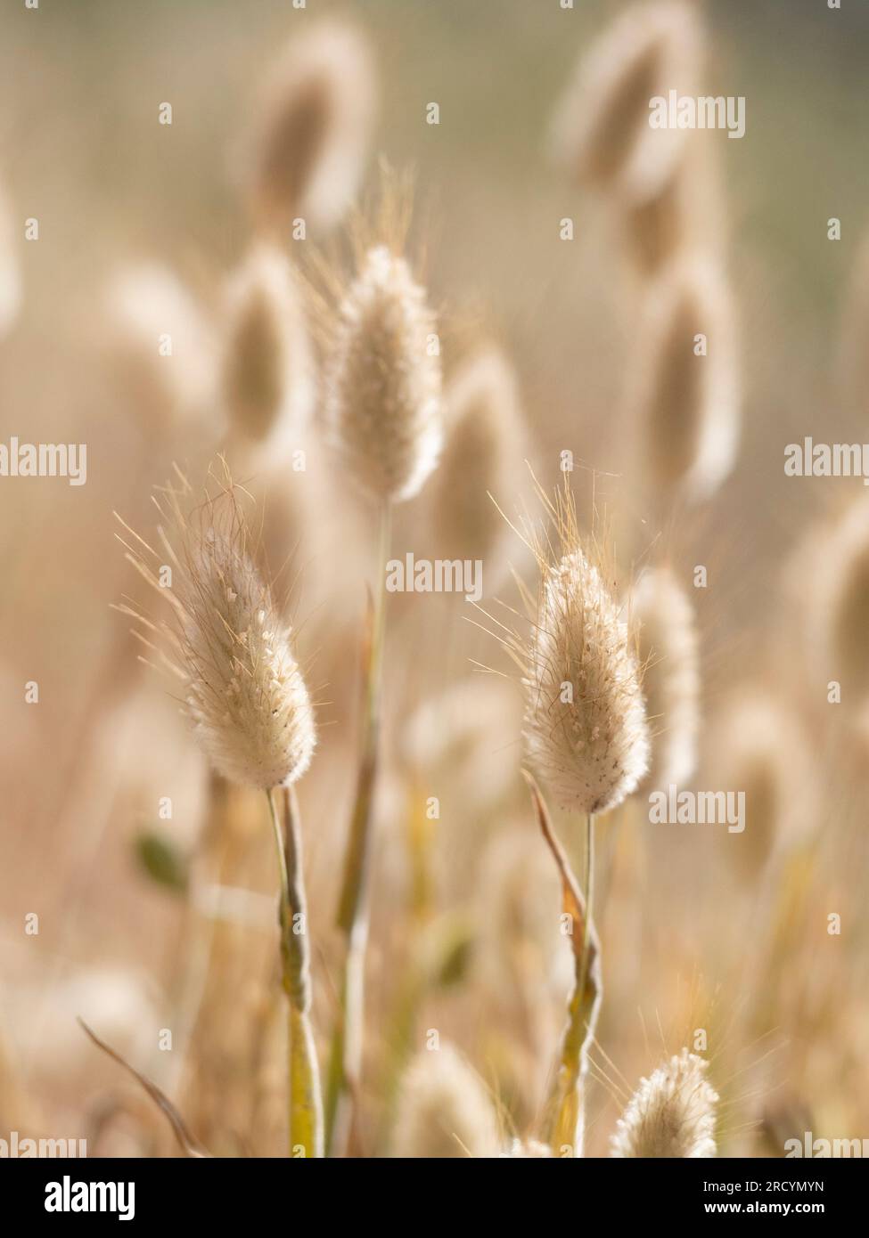 Hare’s Tail Grass, (Lagurus ovatus), Omalos Plateau, Crete, Greece ...
