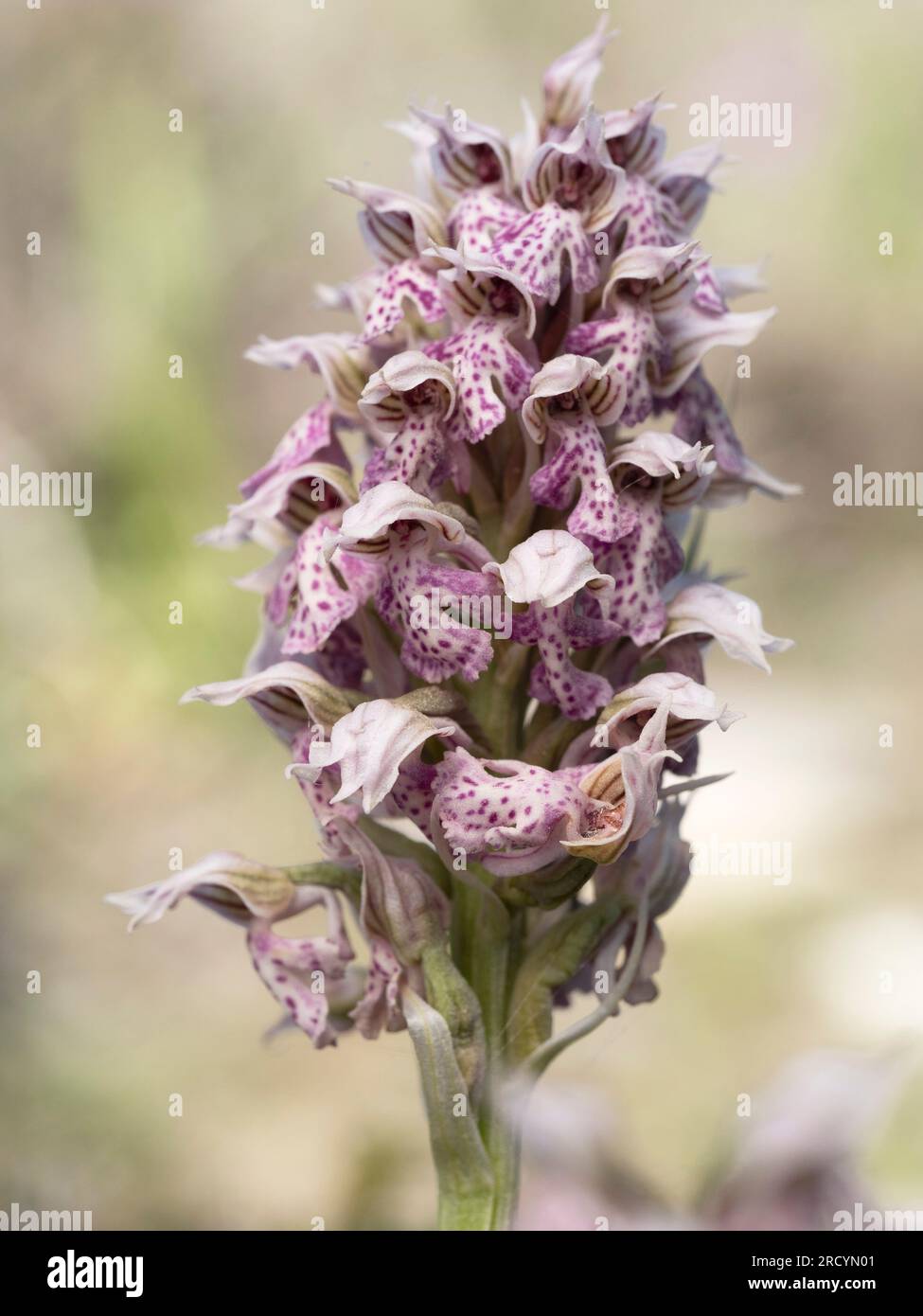 Milky Orchid (Orchis lactea) Gious Kambos, near Spili, Crete, Greece ...