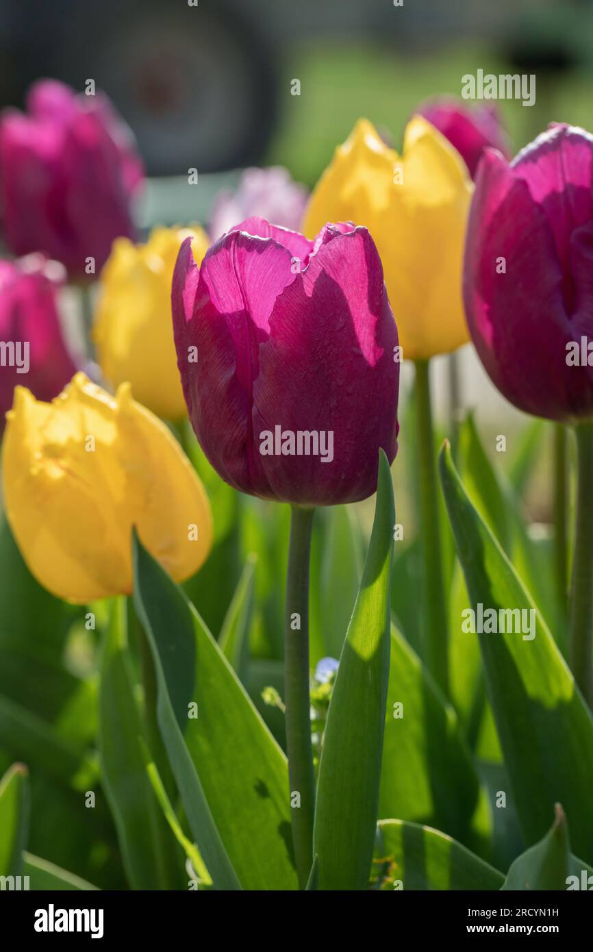 Tulip mix hi-res stock photography and images - Alamy