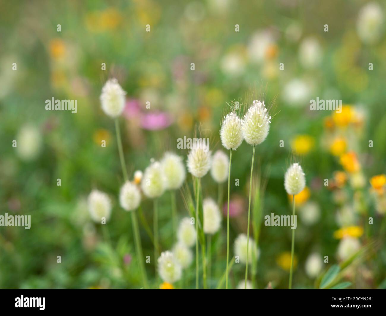 Hare’s Tail Grass, (Lagurus ovatus), Gious Kambos, Nr Spili, Crete ...