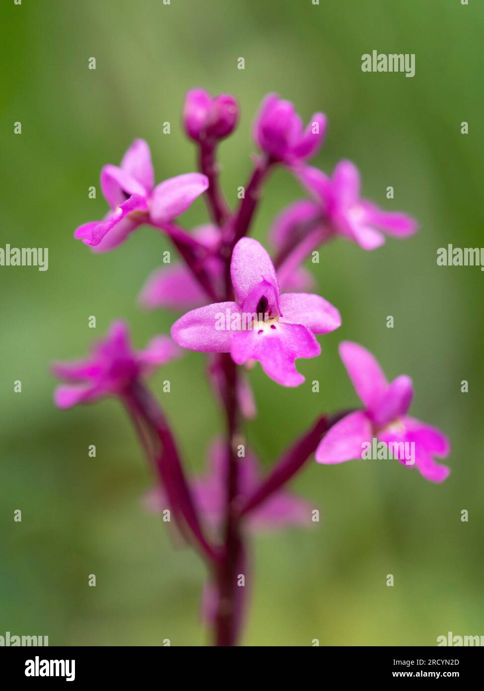 Four Spotted Orchid, (Orchis quadripunctata), Nr Spili,Crete, Greece ...