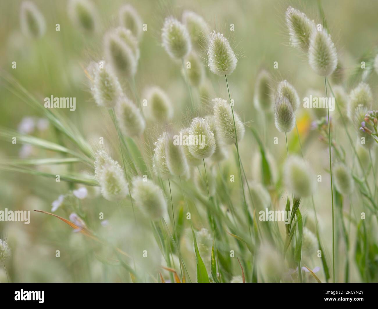 Hare’s Tail Grass, (Lagurus ovatus), Gious Kambos, Nr Spili, Crete ...