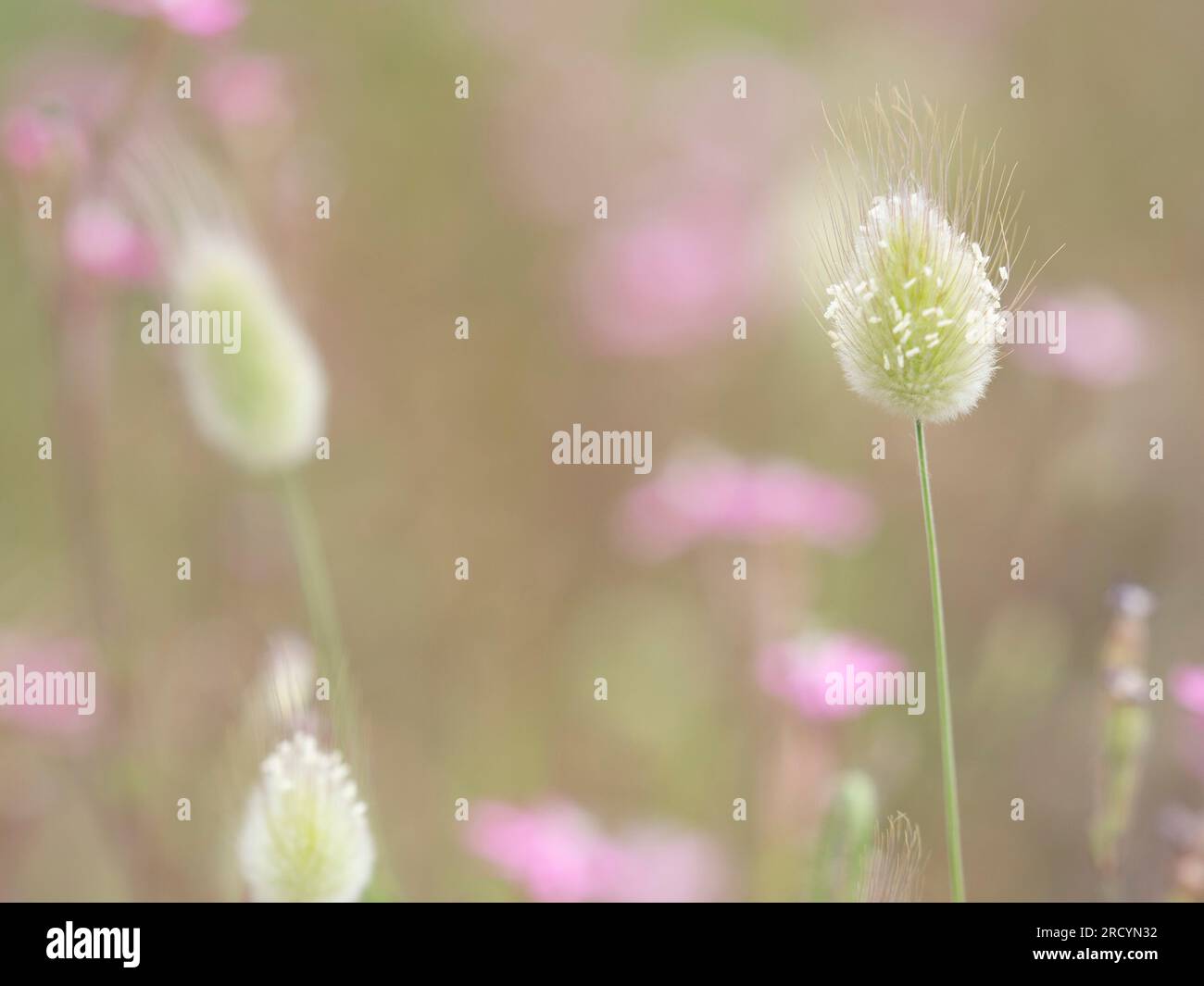 Hare’s Tail Grass, (Lagurus ovatus), Gious Kambos, Nr Spili, Crete ...