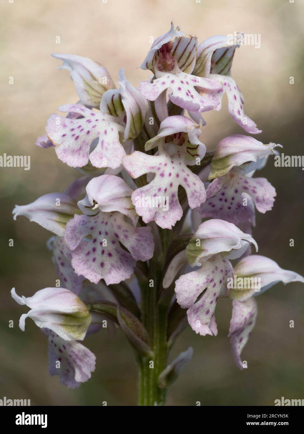 Milky Orchid (Orchis lactea) Gious Kambos, near Spili, Crete, Greece ...