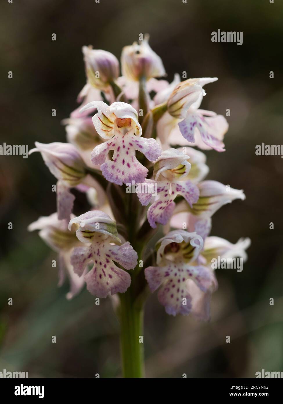 Milky Orchid (Orchis lactea) Gious Kambos, near Spili, Crete, Greece ...
