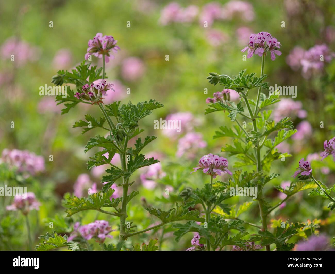 Apple Geranium (Pelargoium odoratissimum) Botanical Park & Garden ...