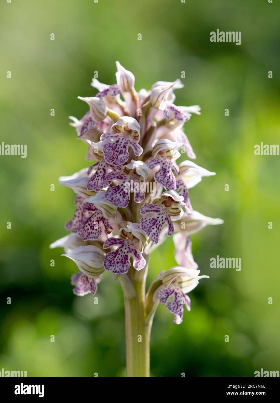 Milky Orchid (Orchis lactea) Gious Kambos, near Spili, Crete, Greece ...