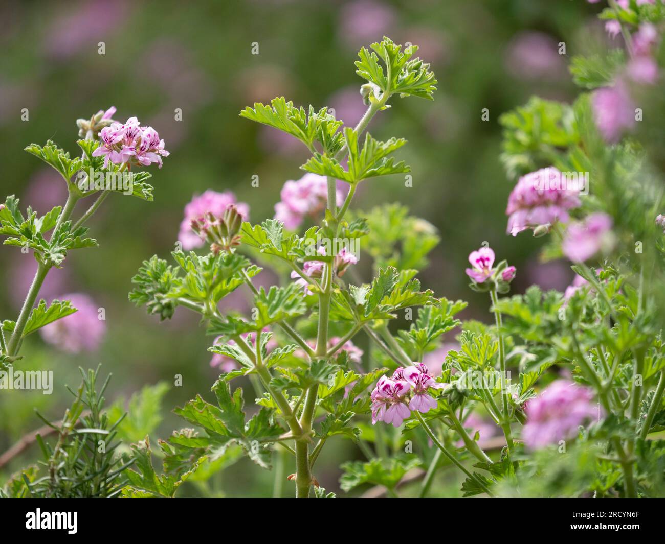 Apple Geranium (Pelargoium odoratissimum) Botanical Park & Garden ...