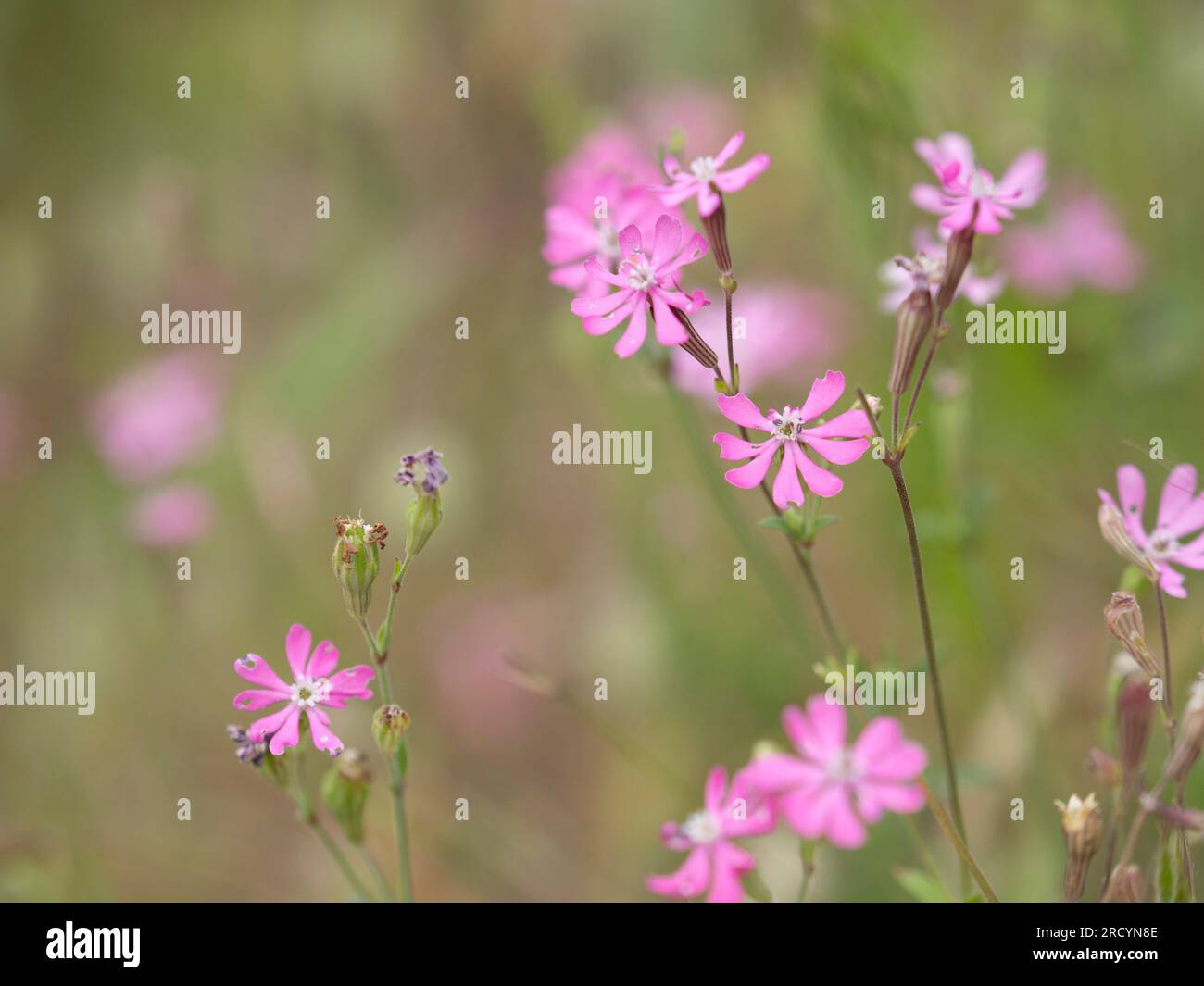 Pink catchfly (Silene colorata) Omalos Plateau, Crete, Greece Stock ...