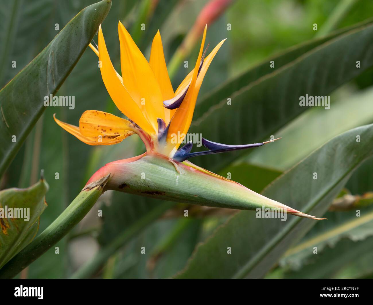 Yellow Bird of Paradise Flower (Strelitzia reginae) Botanical Park ...
