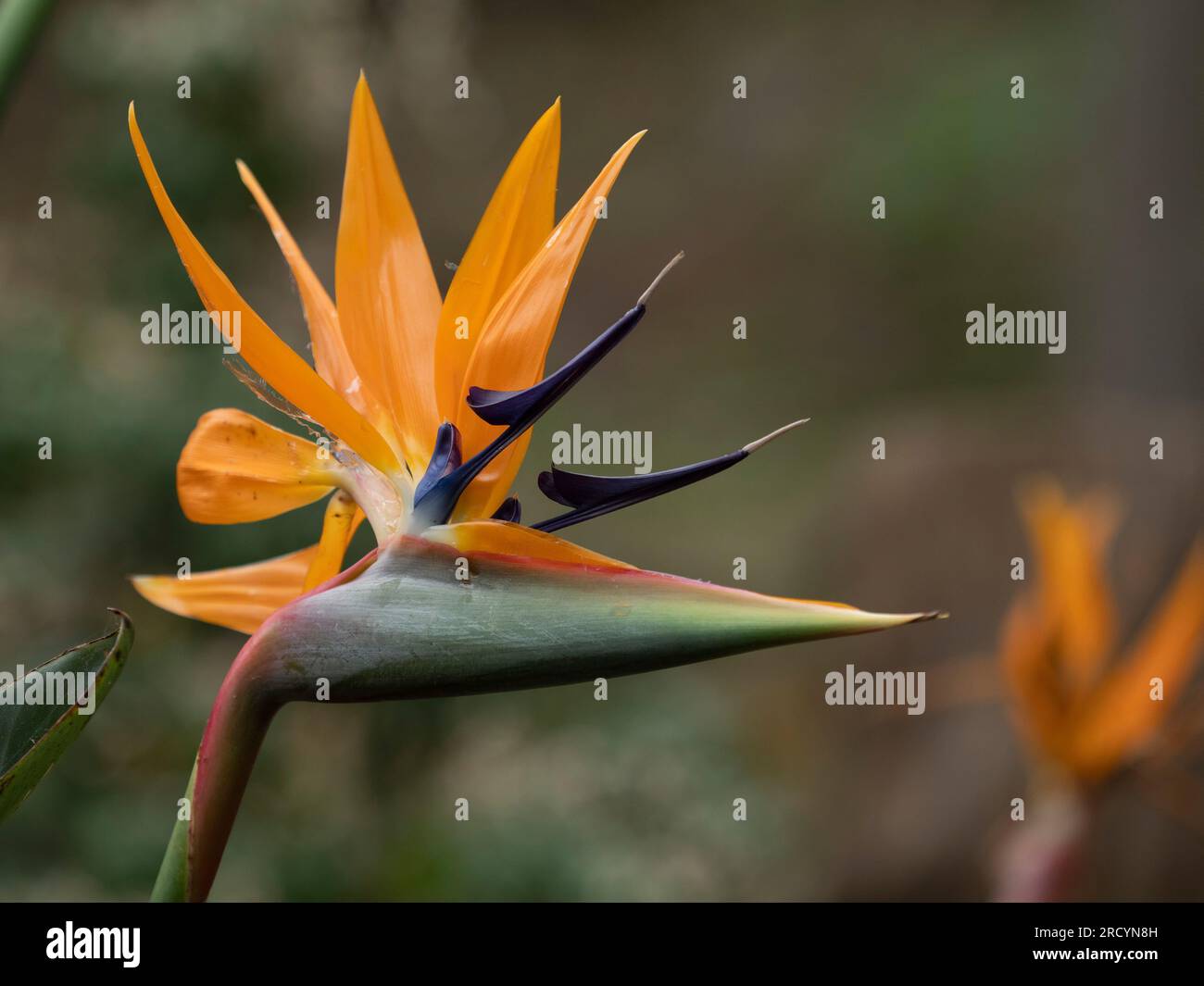 Yellow Bird of Paradise Flower (Strelitzia reginae) Botanical Park ...