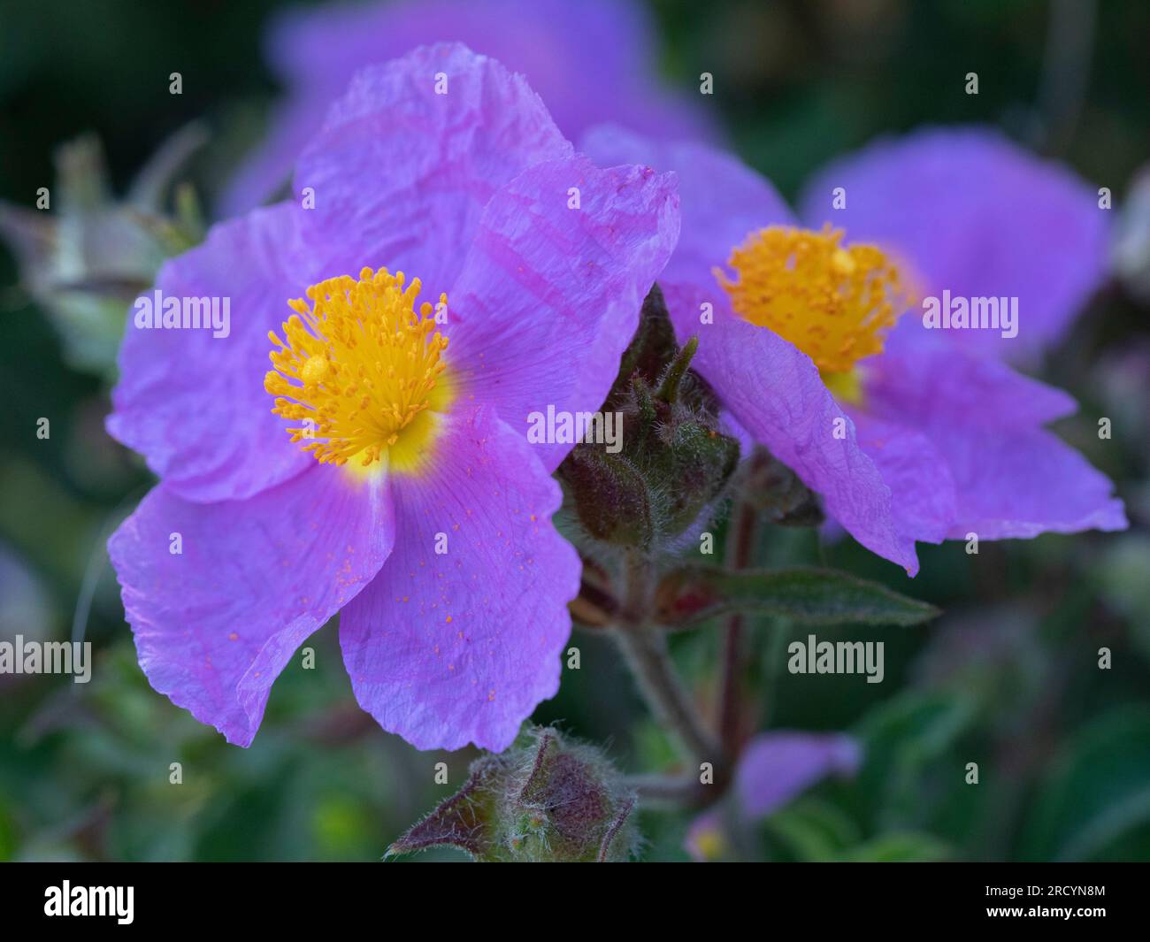 Cretan Rock Rose (Cistrus Creticus), Omalos Plateau, near Samaria Gorge ...