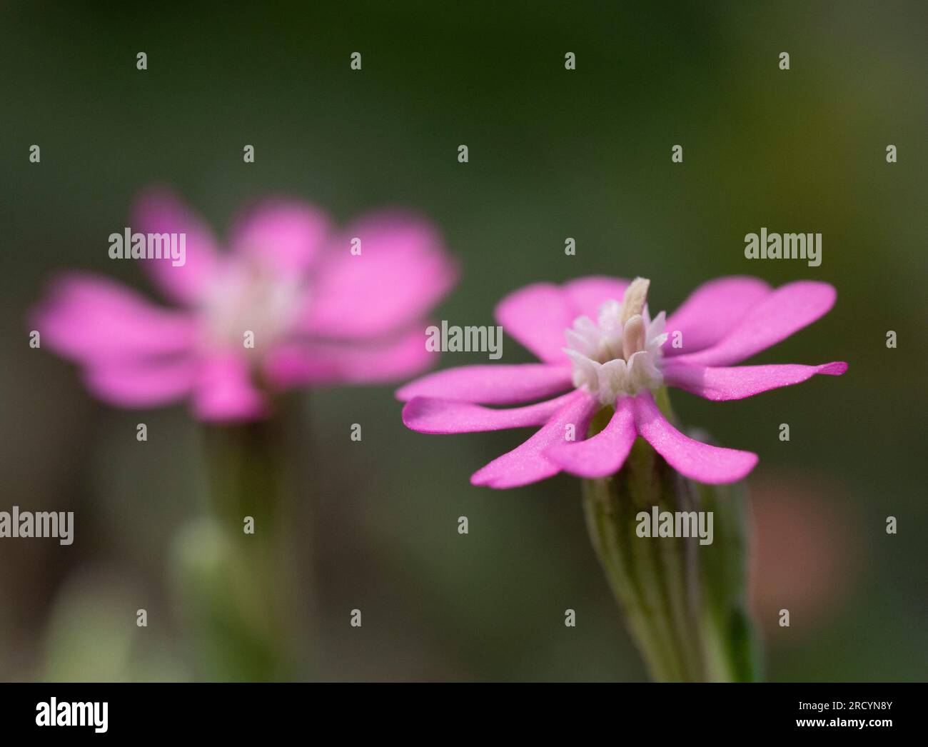 Pink catchfly (Silene colorata) Omalos Plateau, Crete, Greece Stock ...