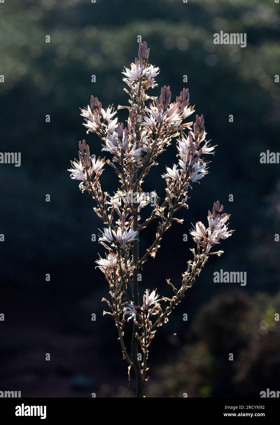 Common Asphodel (Asphodelus aestivus), near Spili, Crete, Greece Stock ...
