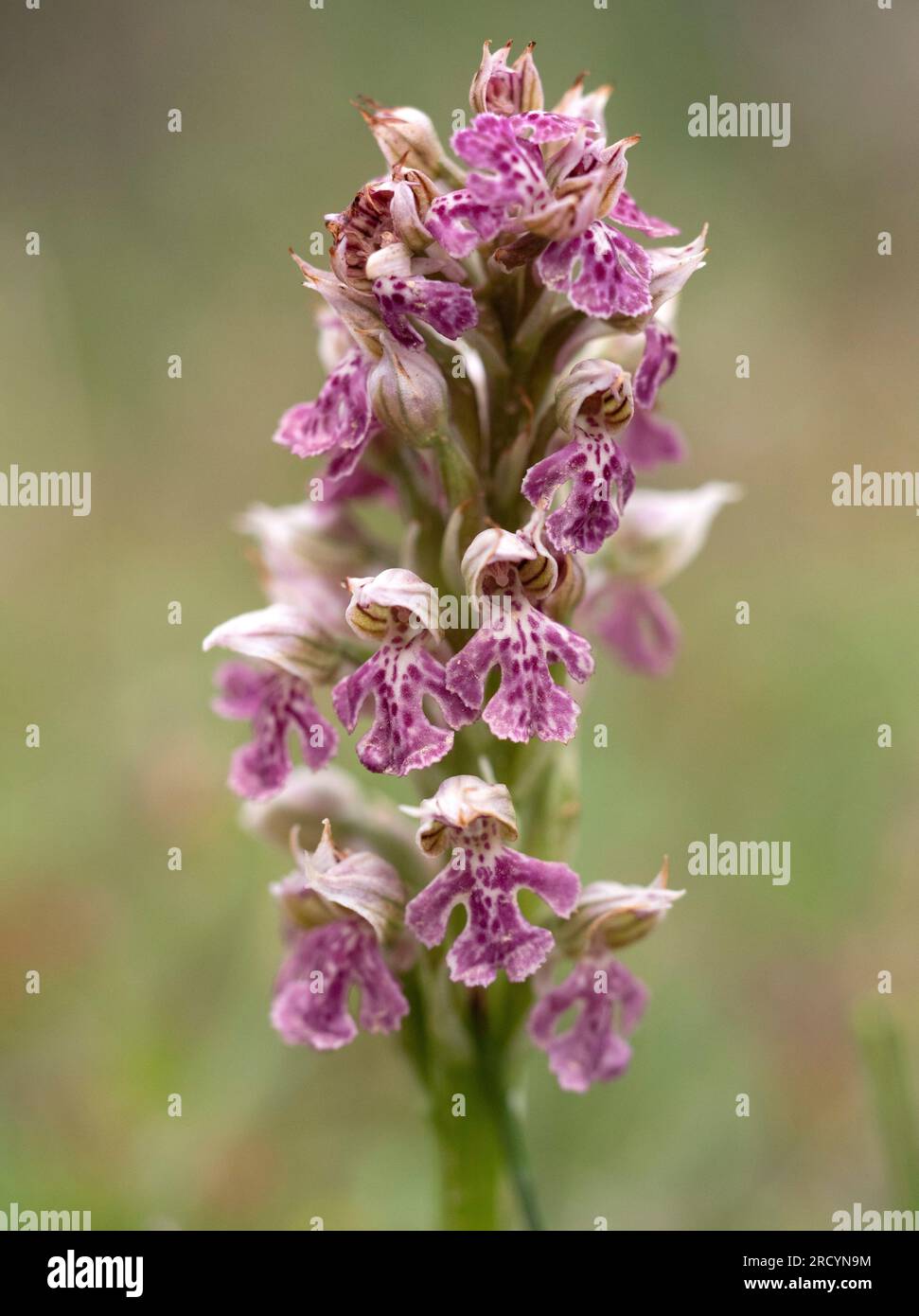 Milky Orchid (Orchis lactea) Gious Kambos, near Spili, Crete, Greece ...