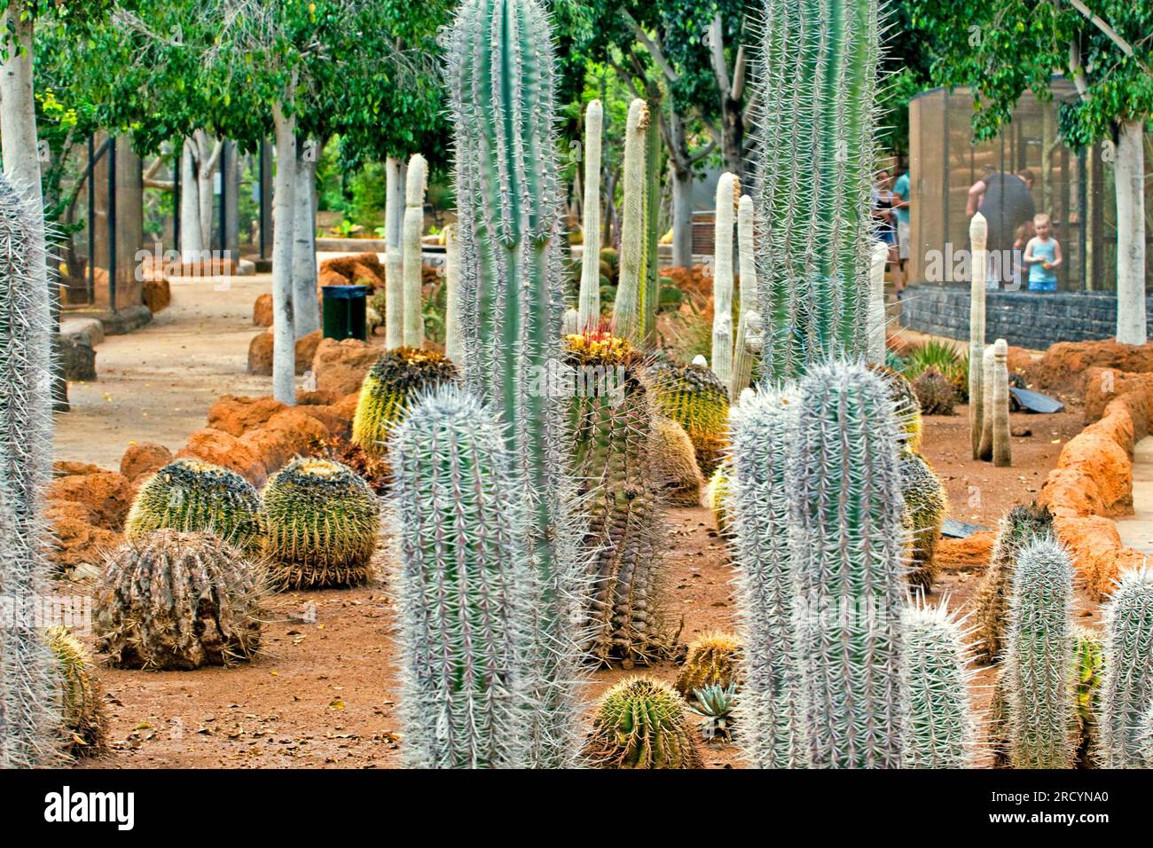 garden of blooming different types of cacti, landscape design, natural ...