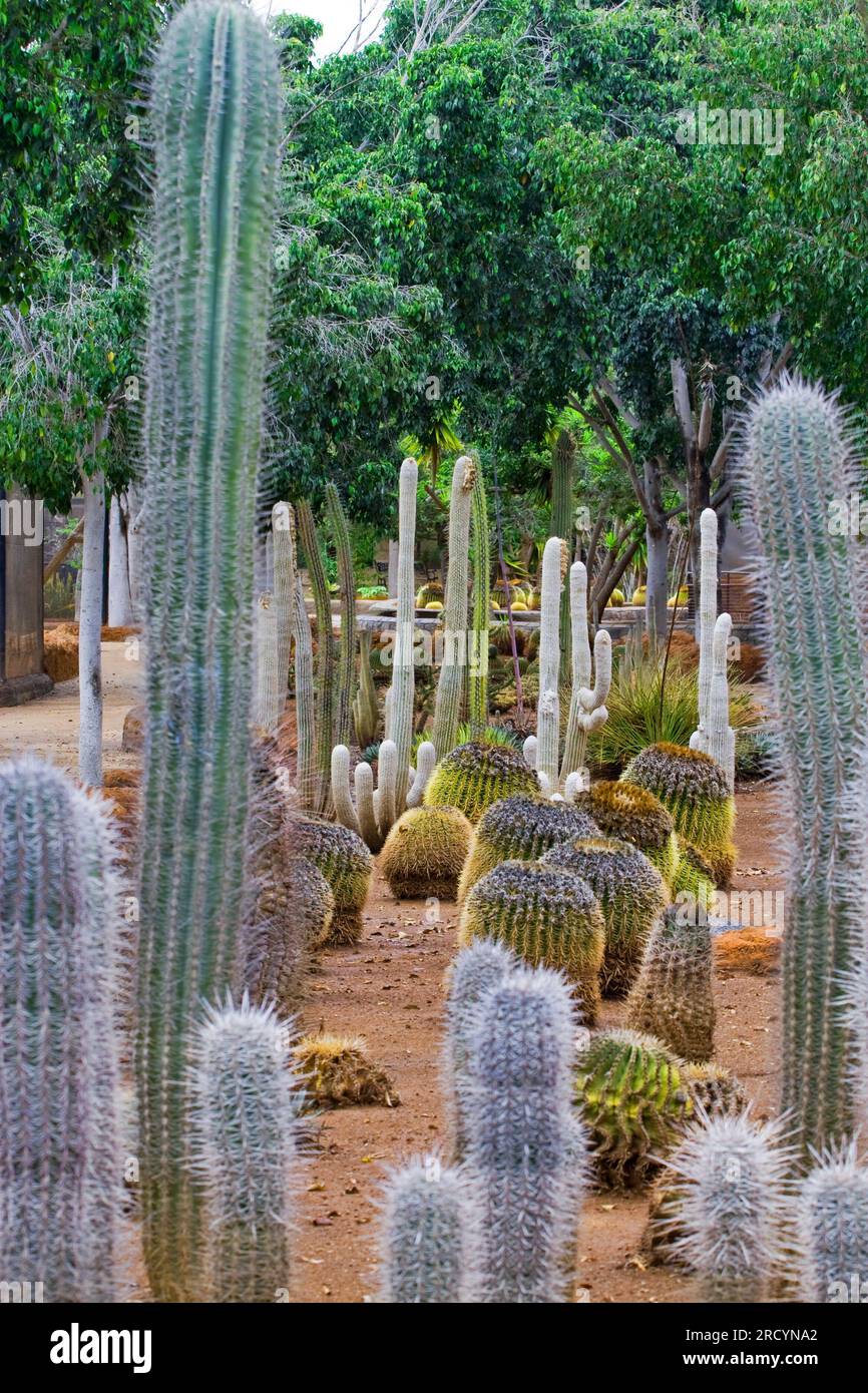 garden of blooming different types of cacti, landscape design, natural ...
