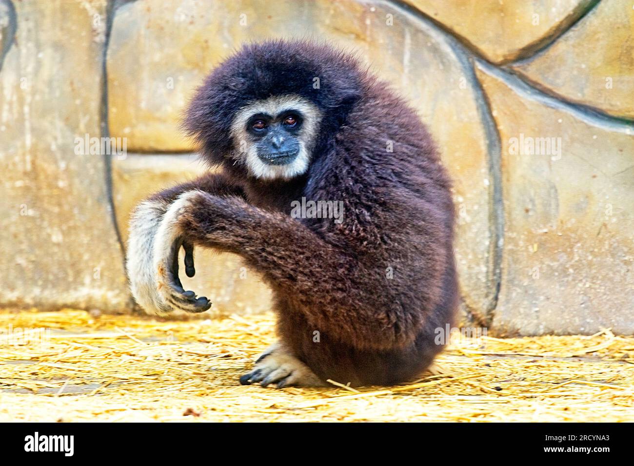 sitting primate monkey in the aviary, natural background Stock Photo ...