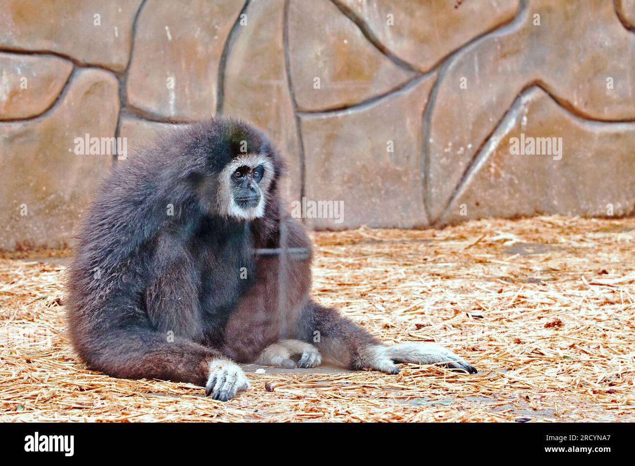 Primate welfare hi-res stock photography and images - Alamy