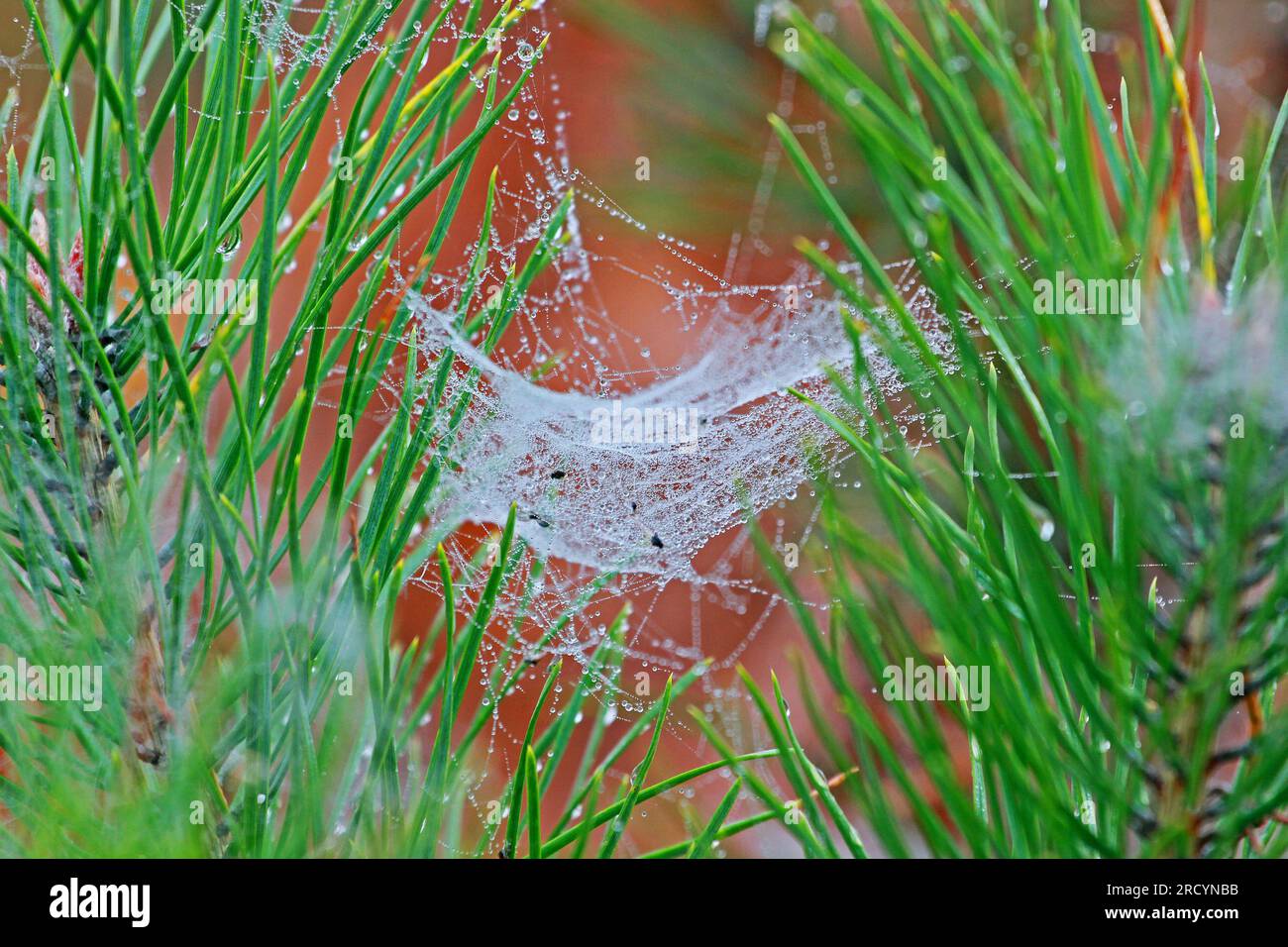 spider web thread on pine needles, blurred natural background Stock ...