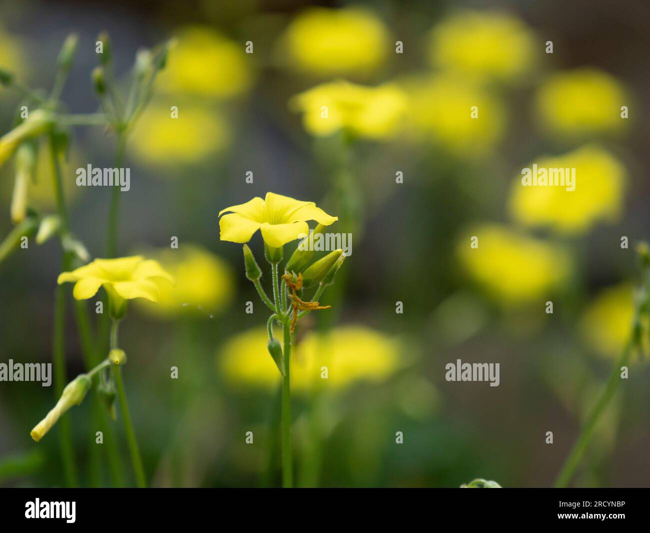 Shrubby Flax (Linum arboreum) Botanical Park & Garden, Omalos, Crete ...