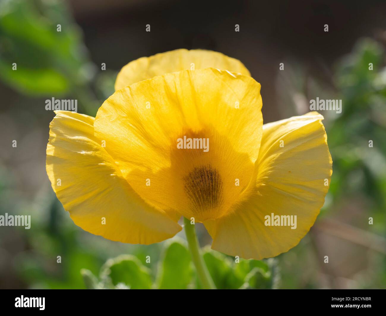 Horned Poppy (Glaucium flavum), near Plakias, Crete, Greece Stock Photo ...