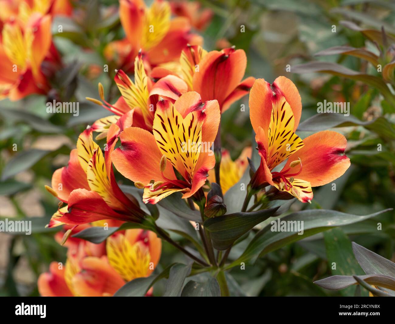 Lily of the Incas or Peruvian Lily (Alstroemeria) Botanical Park ...