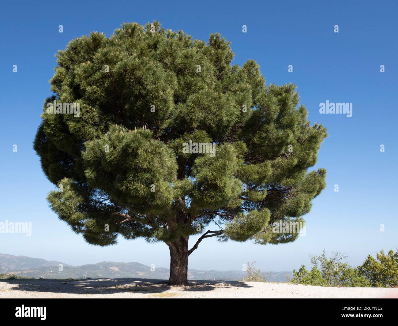 Stone Pine Tree (Pinus pinea) Omalos Plateau, Crete, Greece Stock Photo ...
