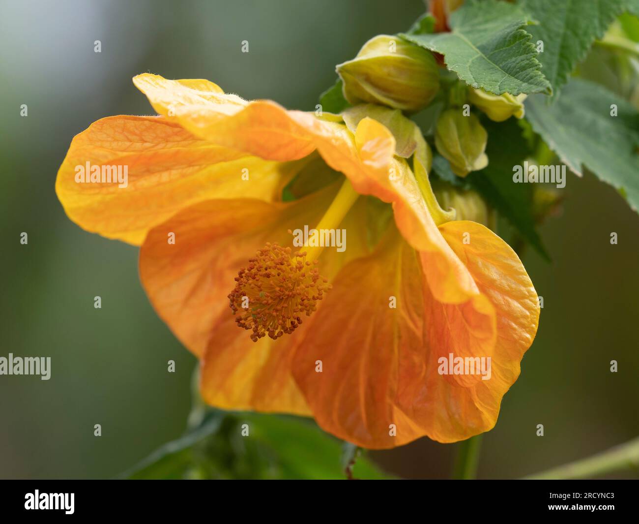 Hibiscus, Botanical Park & Garden, Omalos, Crete, Greece Stock Photo ...