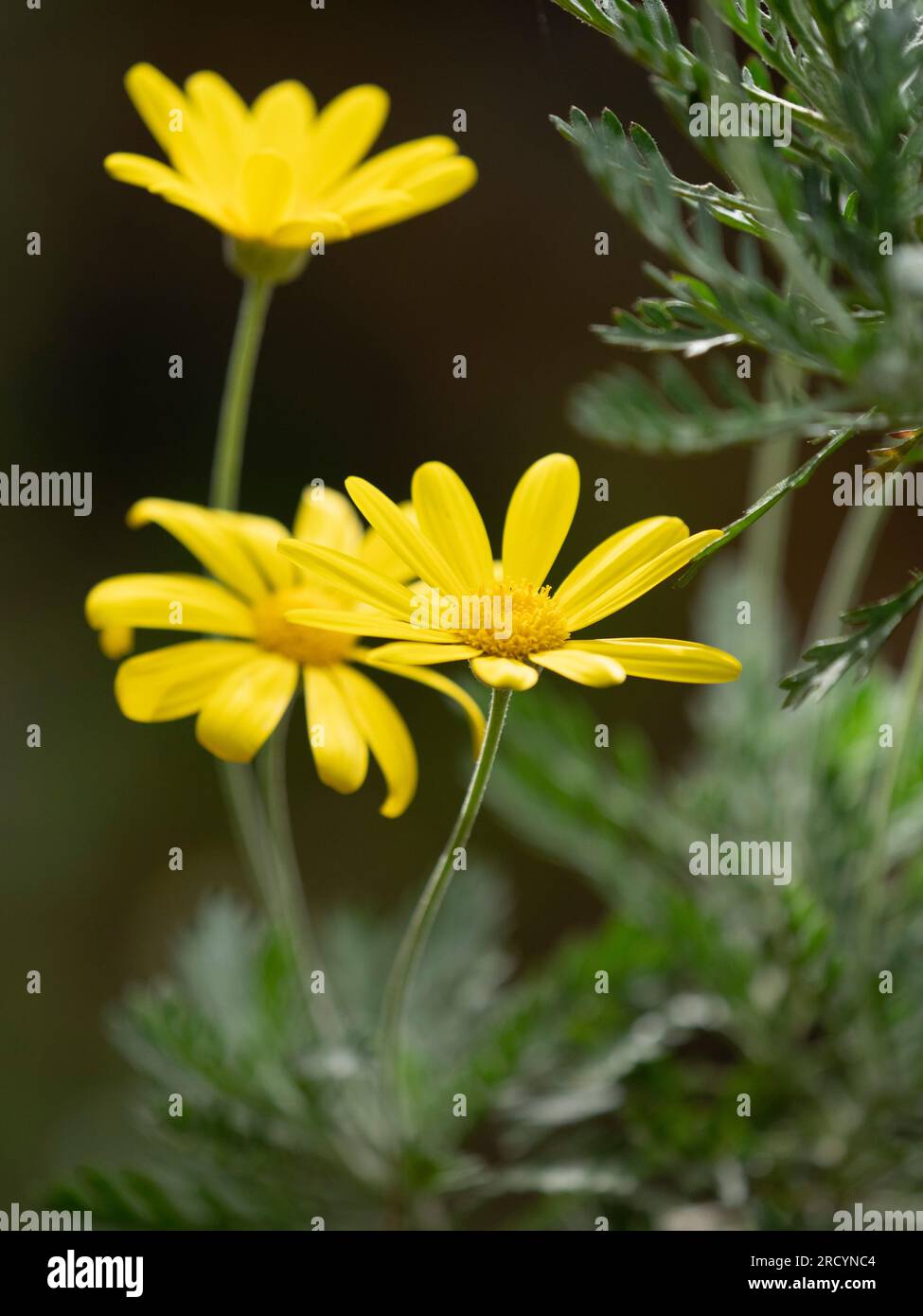 African Golden Bush Daisy (Euryops chrysanthemoides) Botanical Park ...