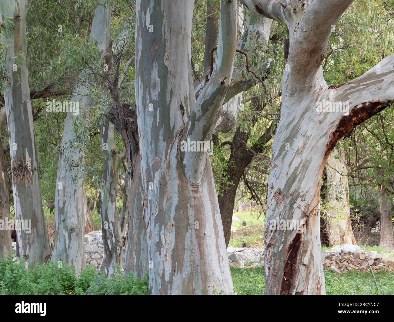 Eucalyptus Tree (Eucalyptus sp.), near Plakias, Crete, Greece Stock ...