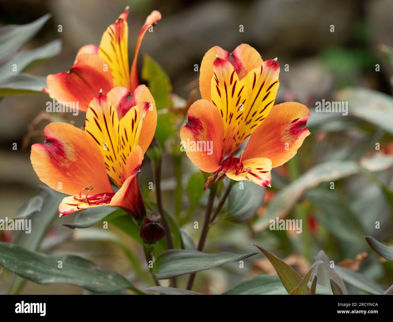 Lily of the Incas or Peruvian Lily (Alstroemeria) Botanical Park ...