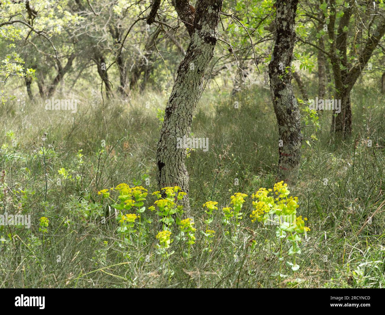 Olive Tree Grove (Olea europaea) Armeni, Crete, Greece Stock Photo - Alamy