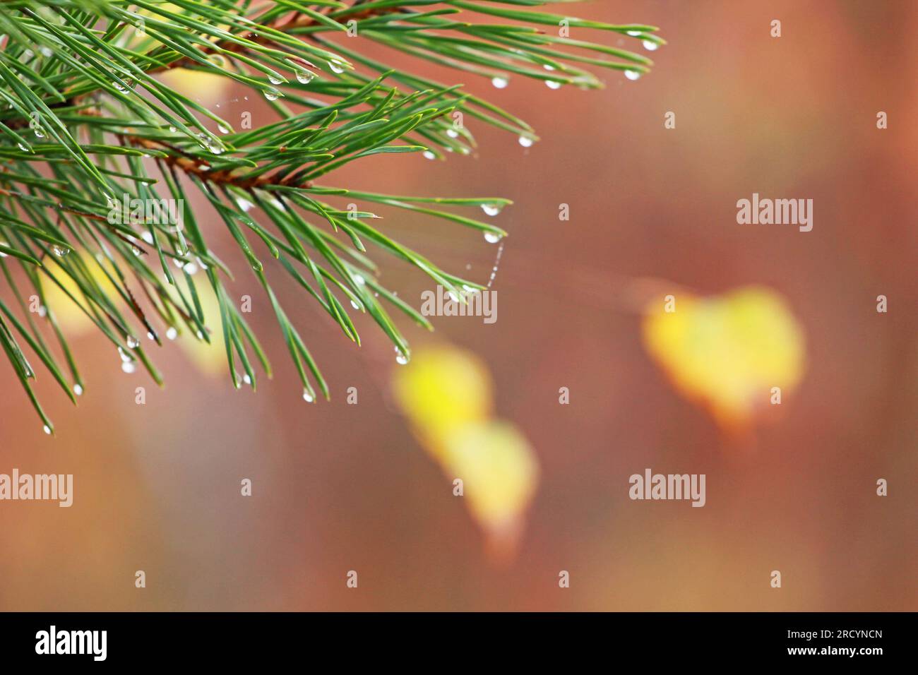 Christmas tree branch with dew drops on the tips of needles, natural ...