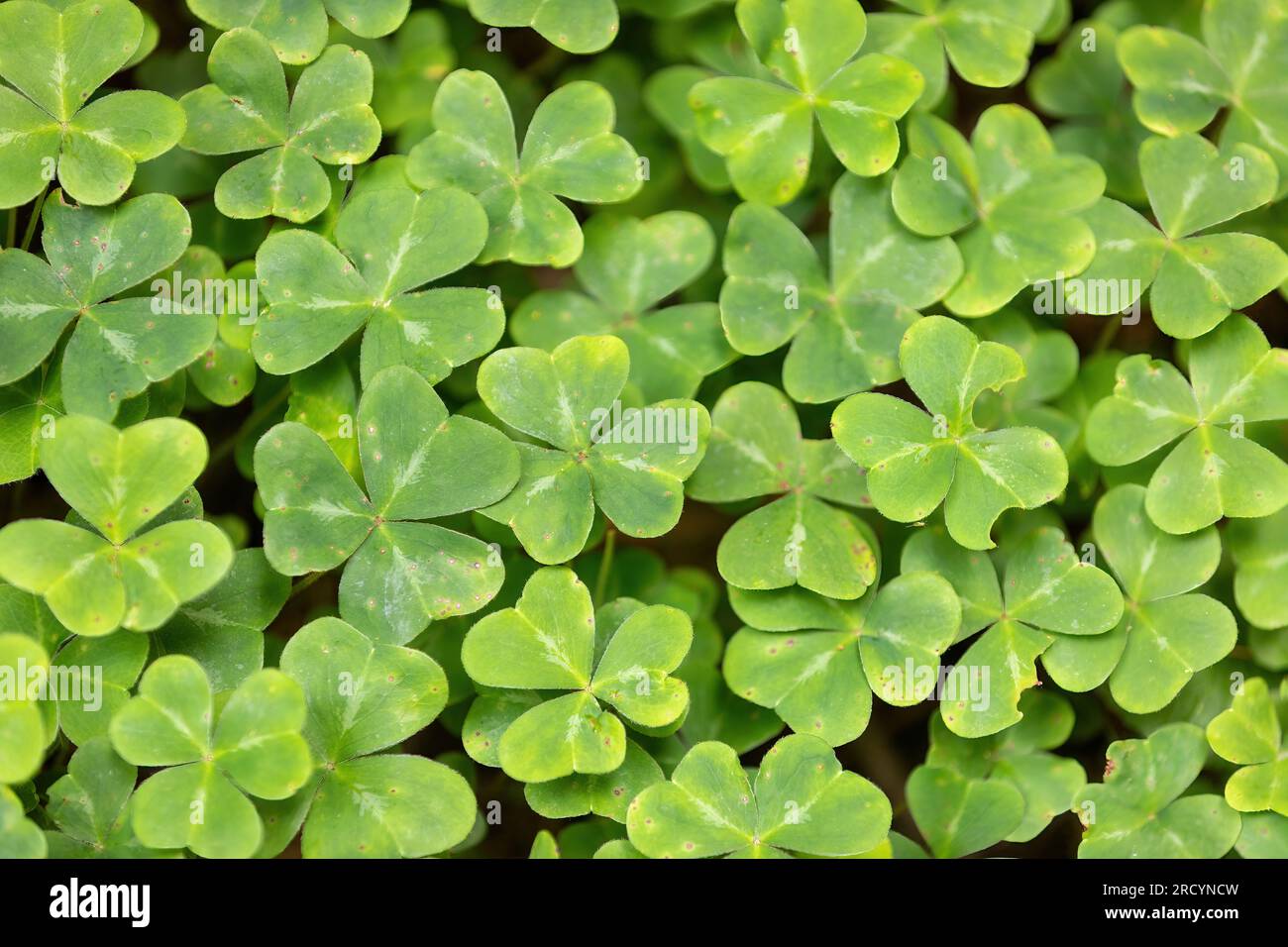 Redwood Sorrel patch at El Corte de Madera Creek Preserve in San Mateo ...