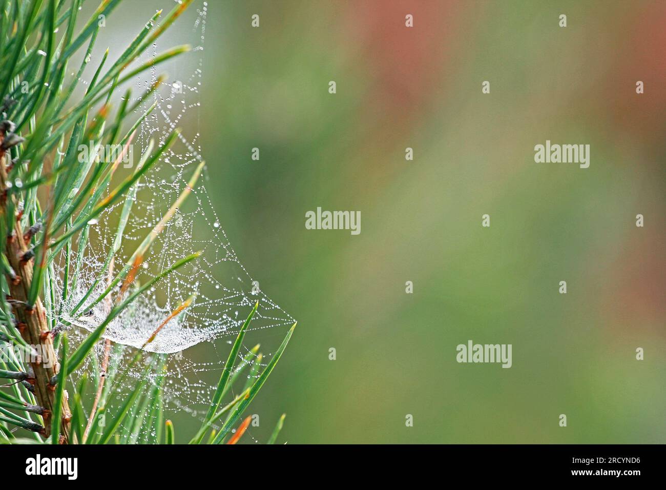 spider web thread with dew drops on the needles of a Christmas twig ...