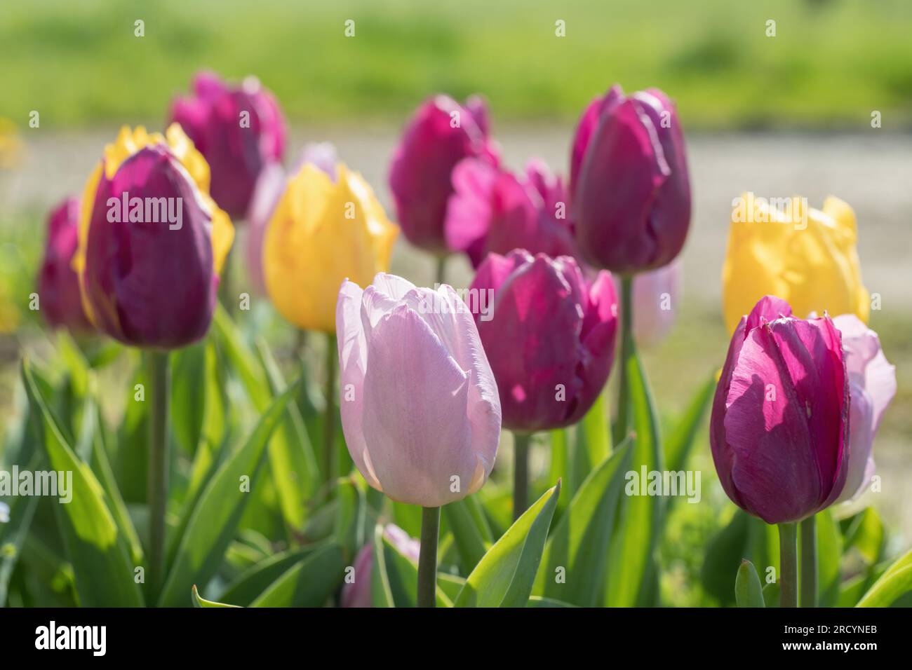 Tulip mix hi-res stock photography and images - Alamy