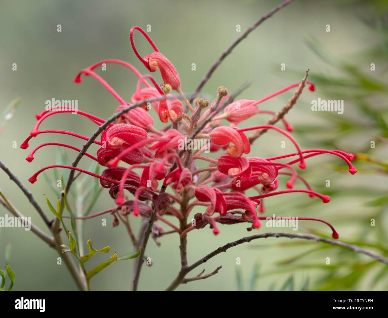 Red Spider Flower (Grevillea speciosa) Botanical Park & Garden, Omalos ...